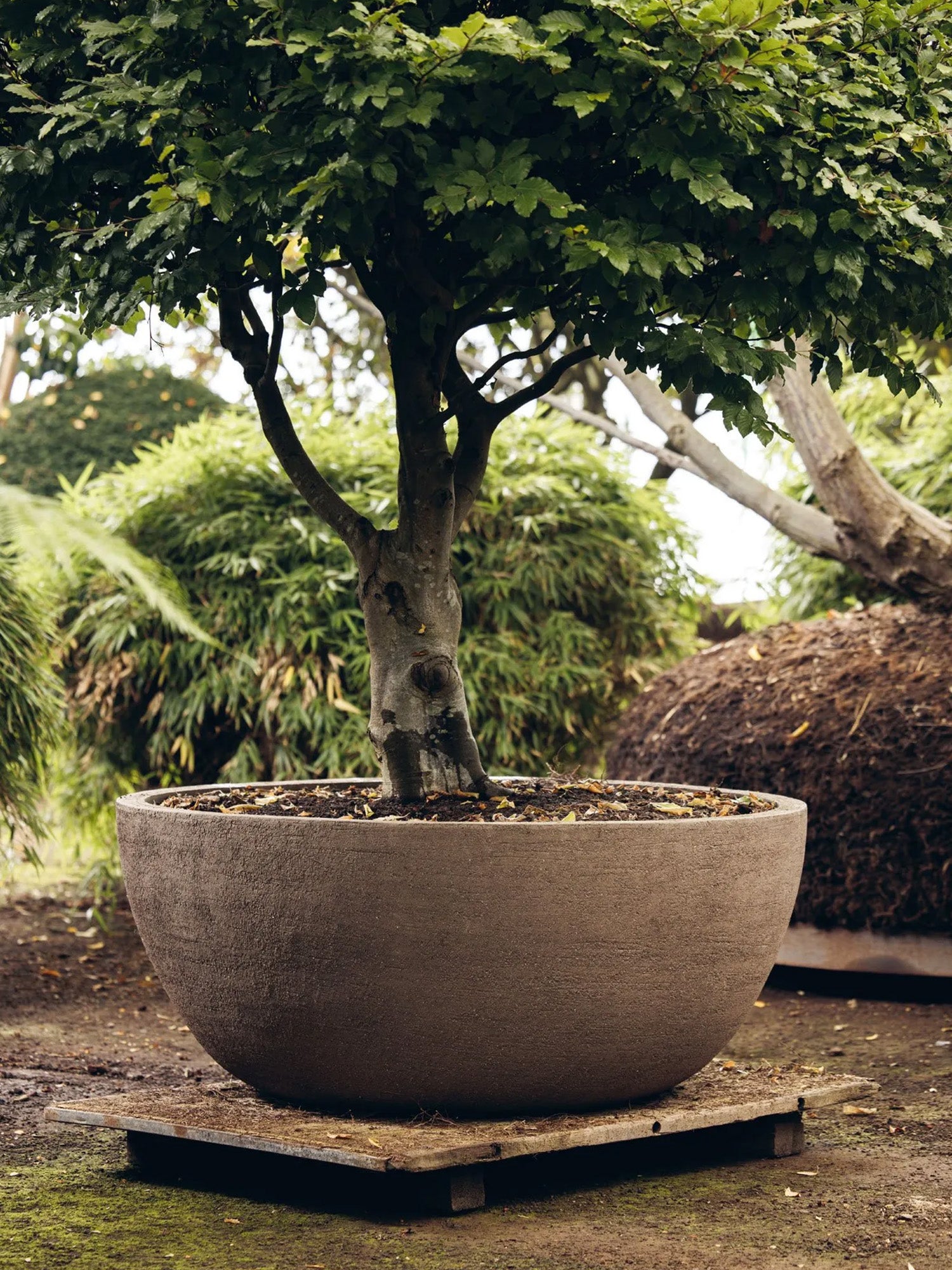 TEXEL Indoor and Outdoor Planter by Domani | Dawson & Co | Auckland ...
